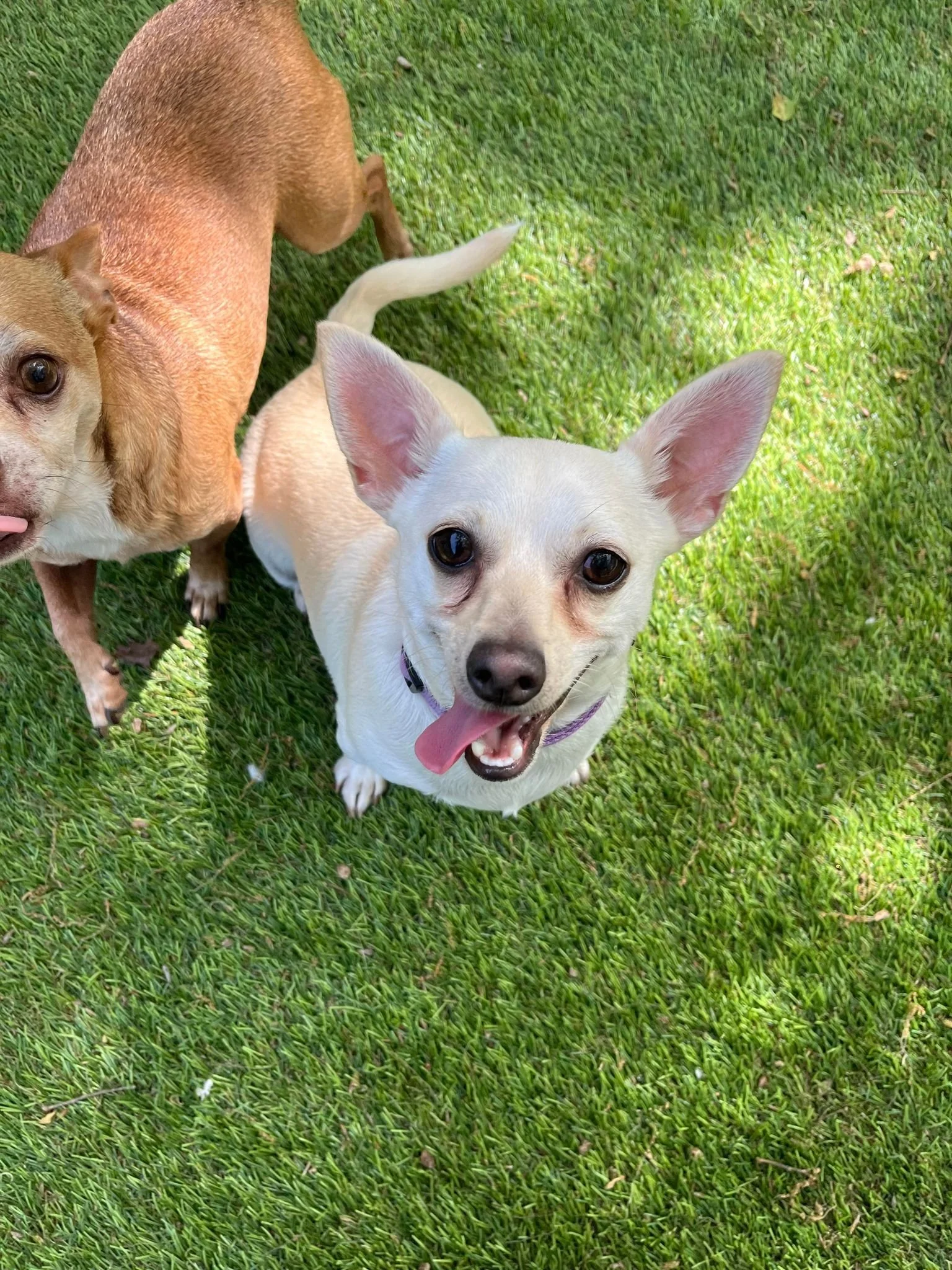 Available Animals — Georgia canine rescue & rehab