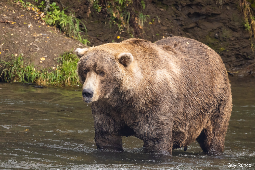 480 — Katmai Conservancy
