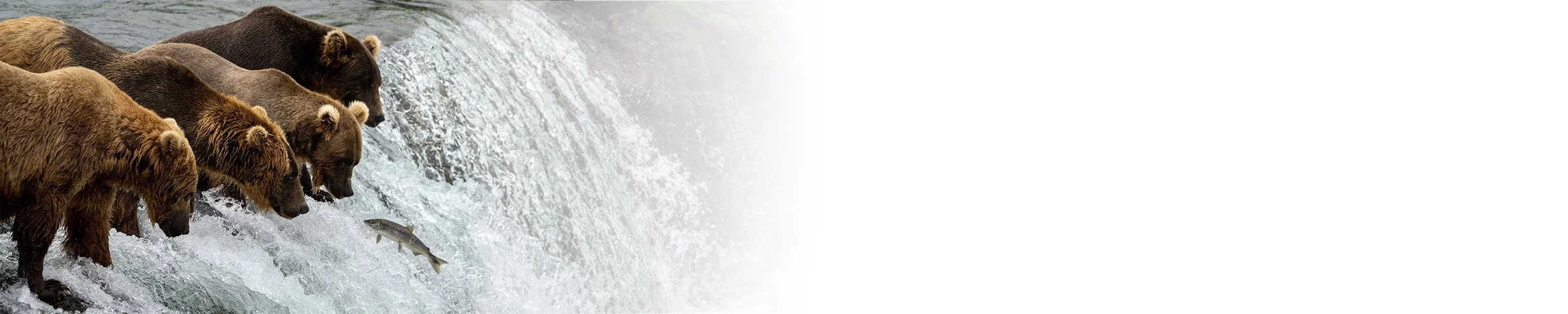 About Fat Bear Week — Katmai Conservancy