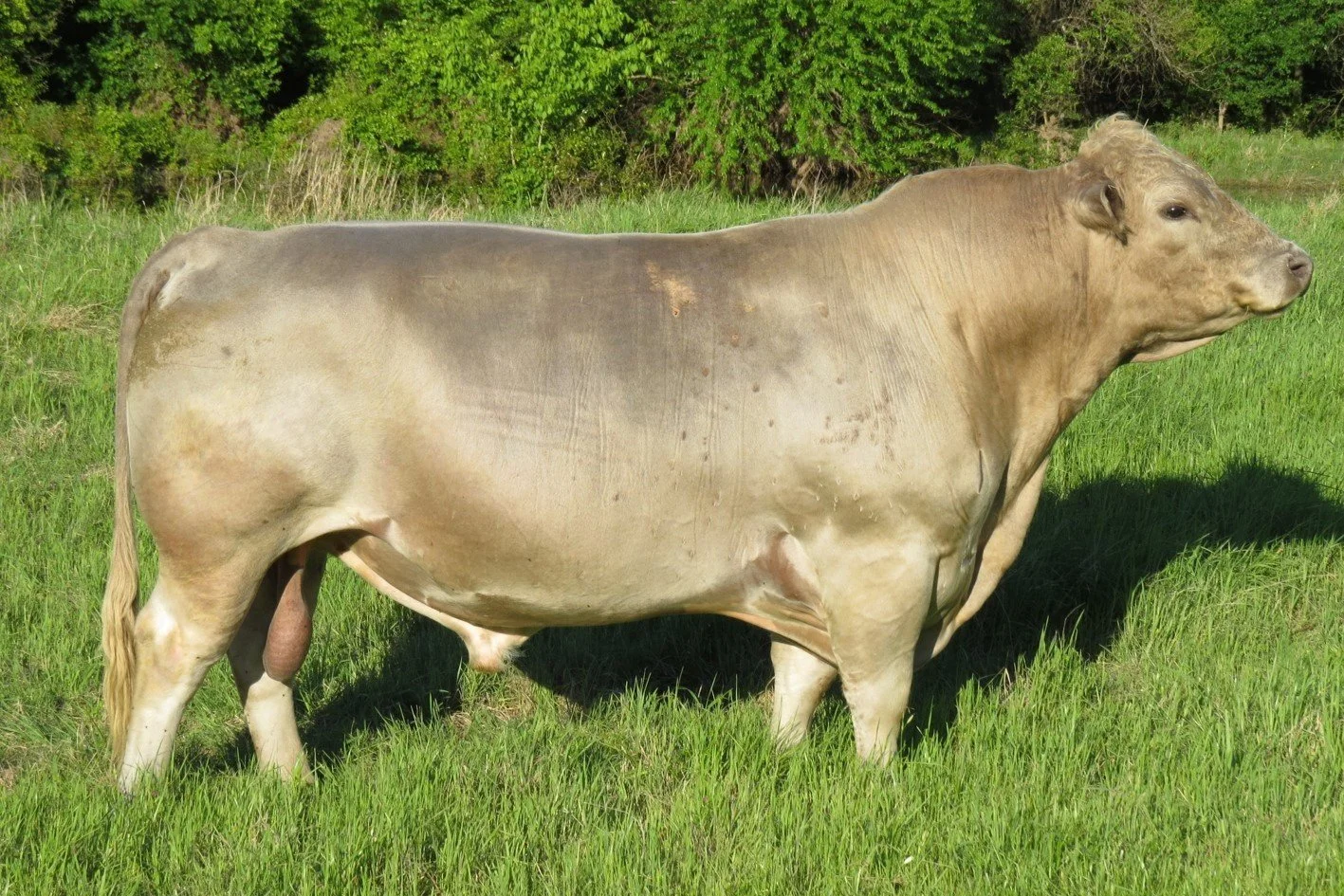 Murray Grey Herd Sires | High-Fertility Bulls with Semen for Sale for ...