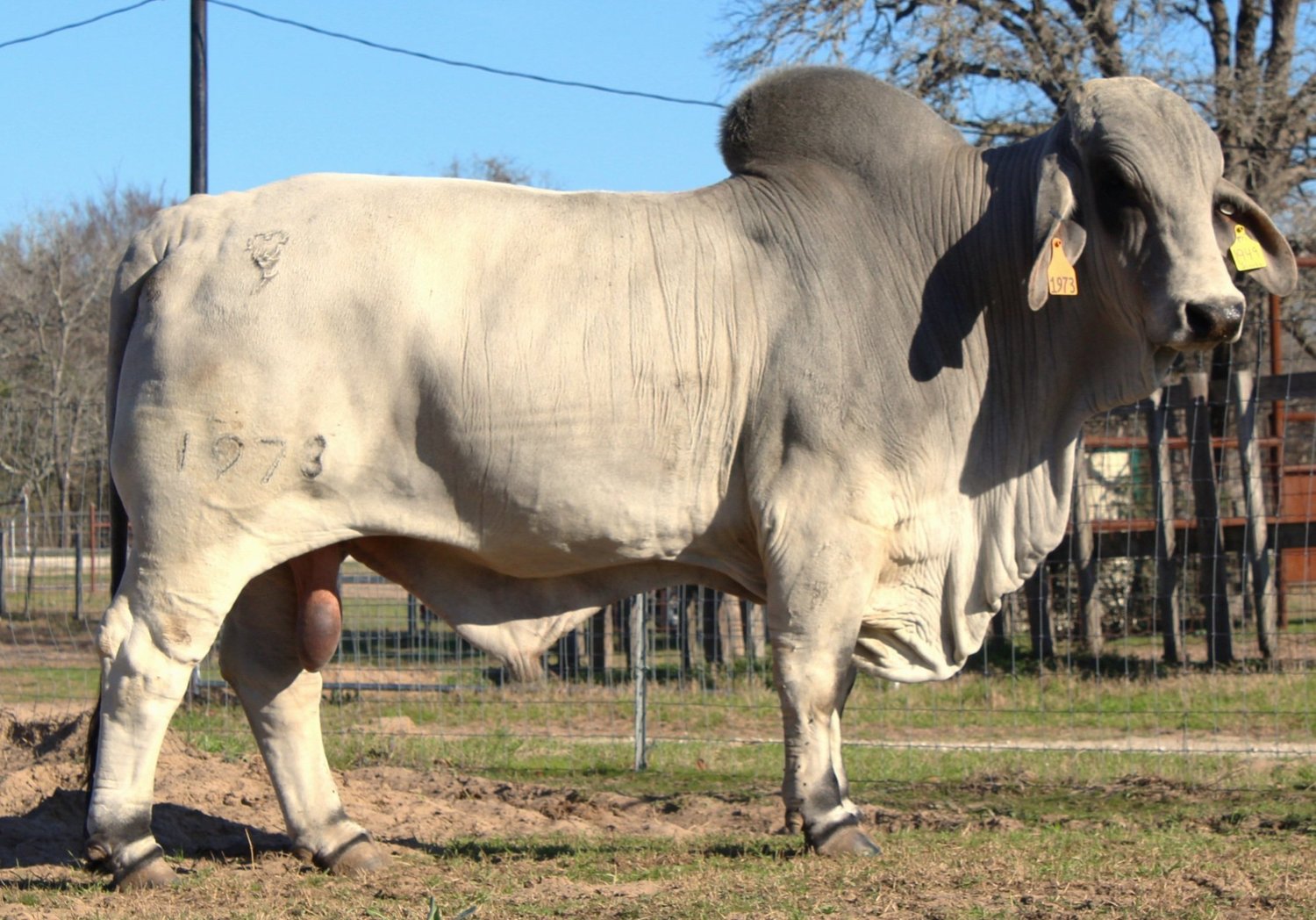 Brahman Herd Sires | Fertile, Sustainable Brahman Bull Semen for Sale ...