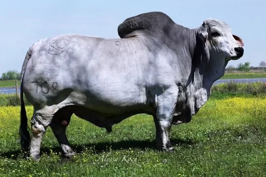 Kempfer Cattle Company | Proven Brahman Genetics for Low-Input Beef ...