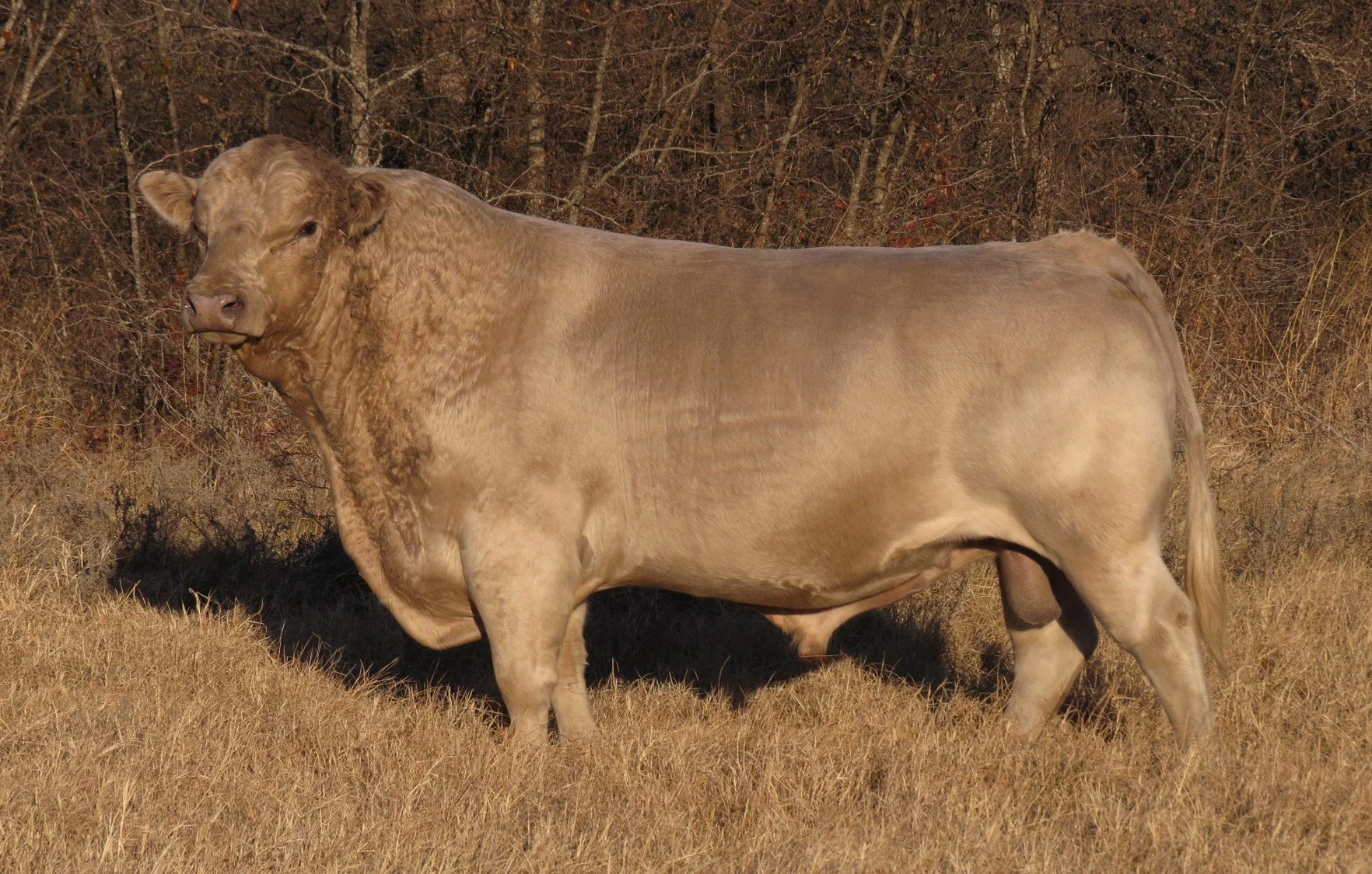Murray Grey Herd Sires | High-Fertility Bulls with Semen for Sale for ...