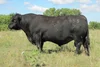 Ohlde Cattle Co. — Bos Sires