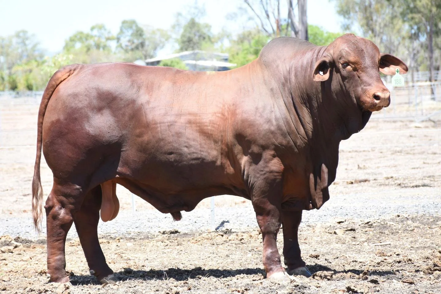 Herd Sires – Proven Bull Semen from Functional Bovine Genetics | Bos ...