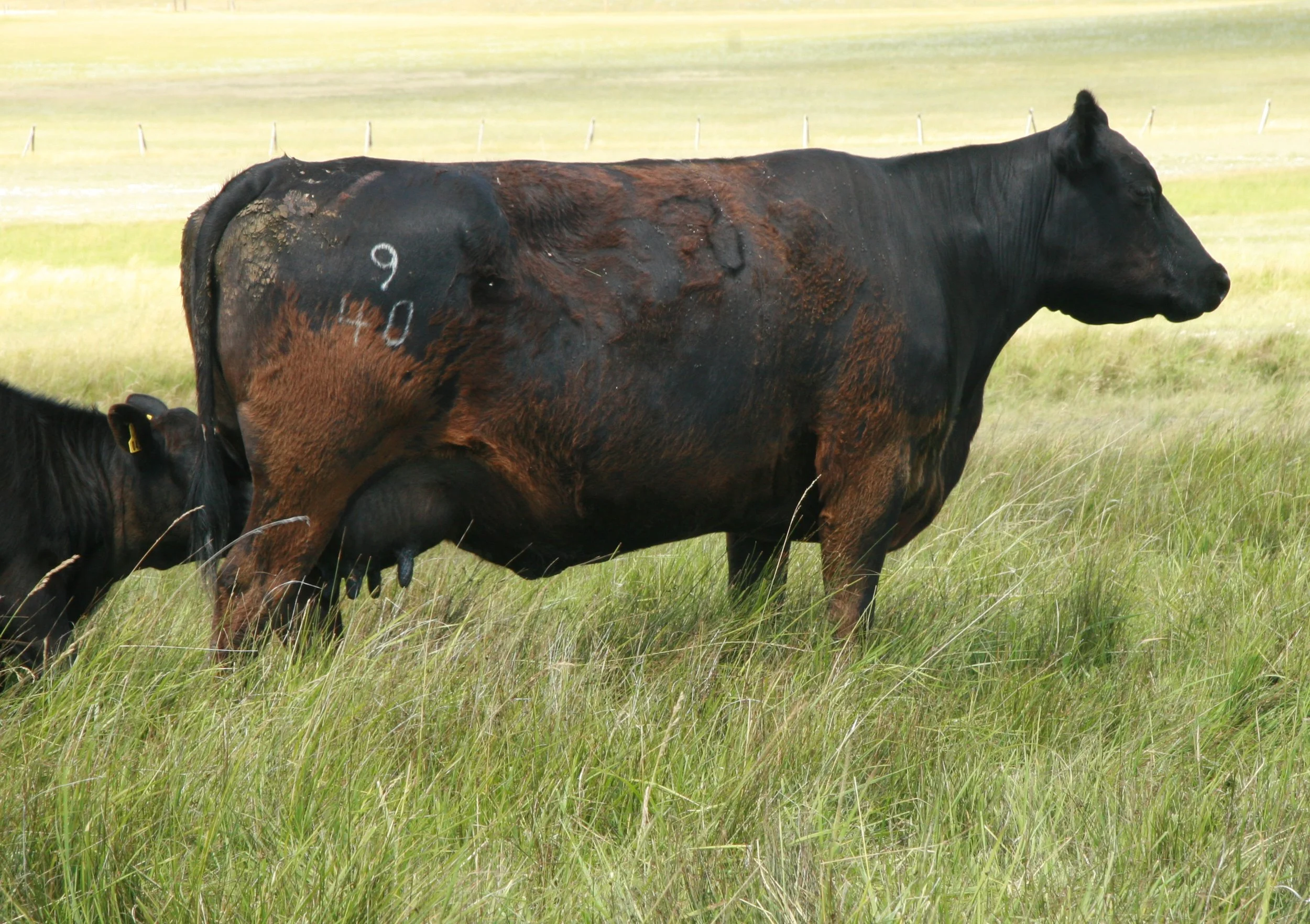 DDA Alliance 142V Angus Bull | Diamond D Angus Genetics | Bos Sire ...