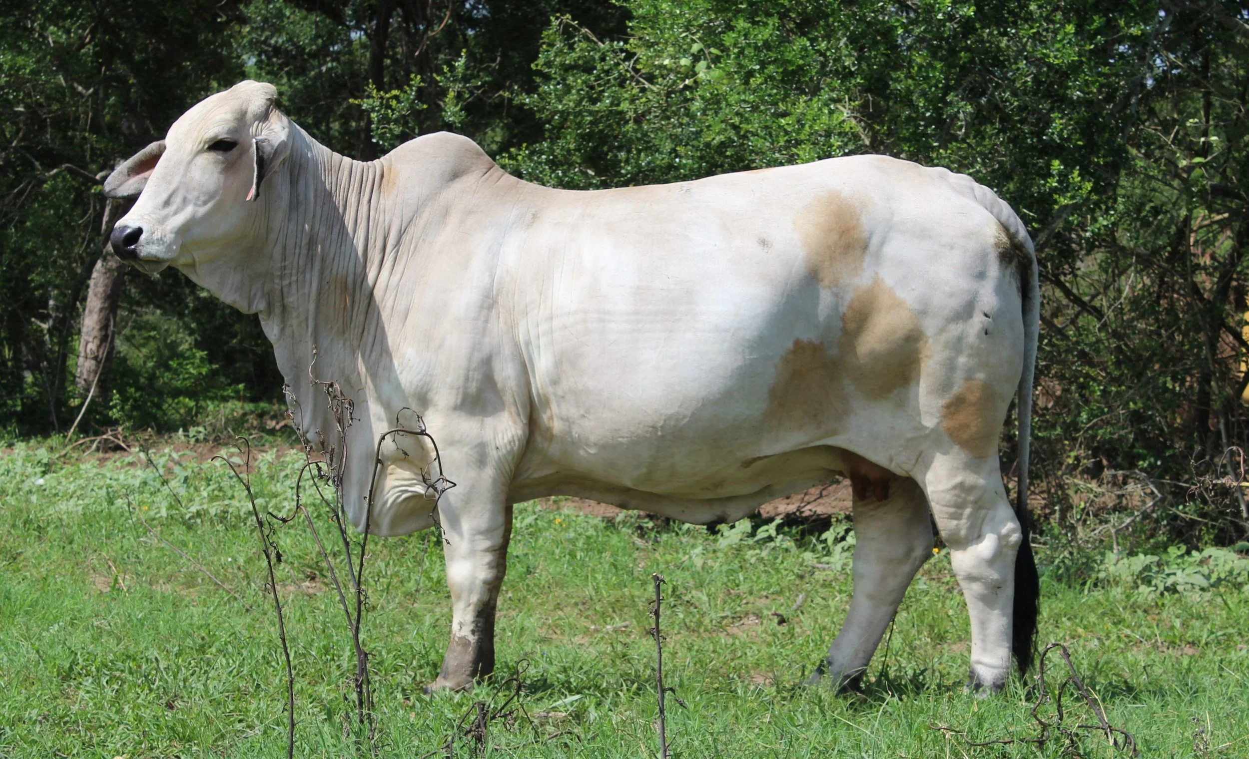 Bos Sires Sustainable Genetics for the cattlemen made by cattlemen