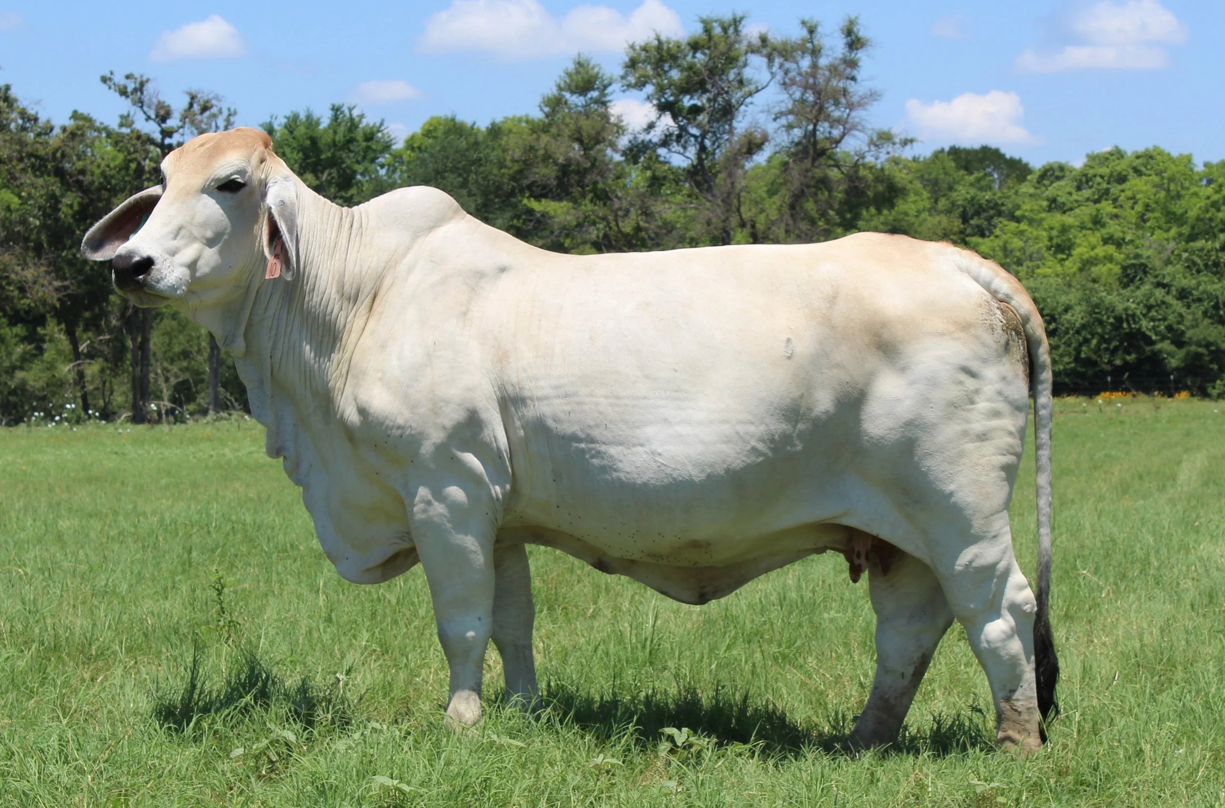 Bos Sires Sustainable Genetics for the cattlemen made by cattlemen