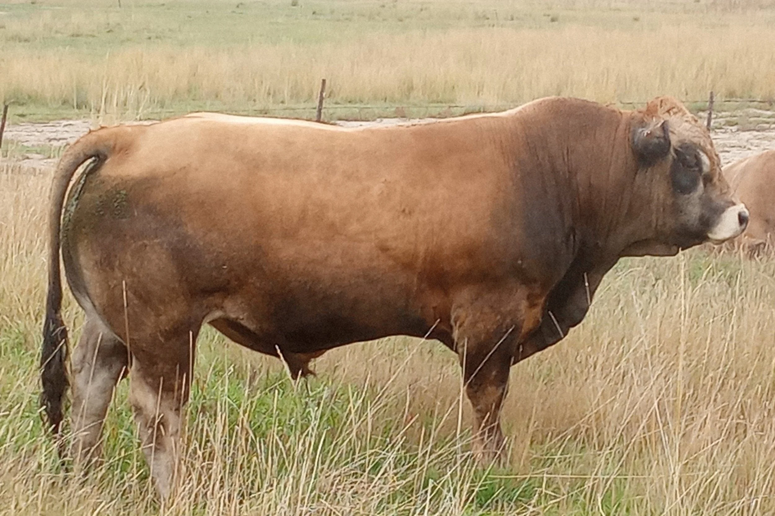 Aubrac Herd Sires — Bos Sires