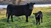 Ohlde Cattle Co. — Bos Sires