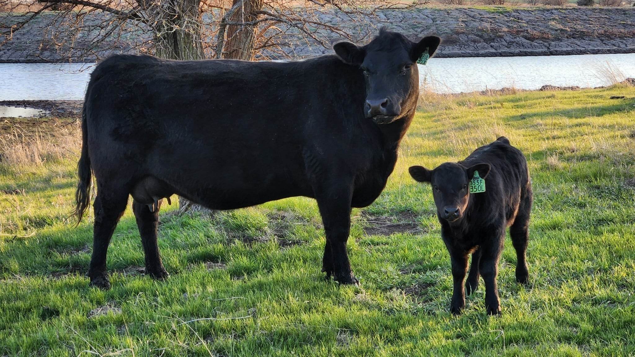 Ohlde Cattle Co. — Bos Sires