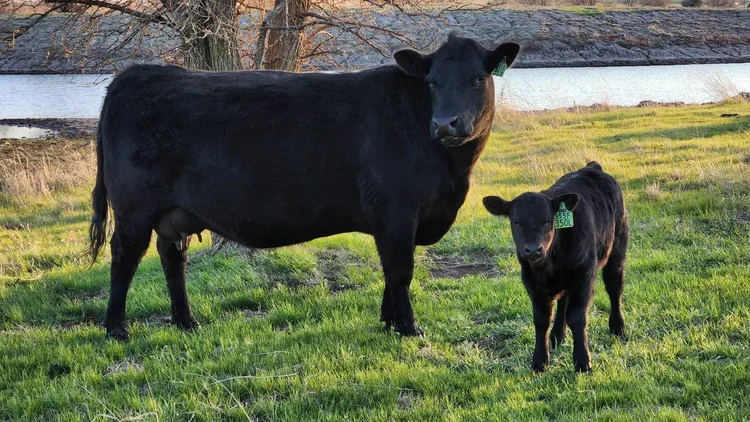 Ohlde Cattle Co. — Bos Sires