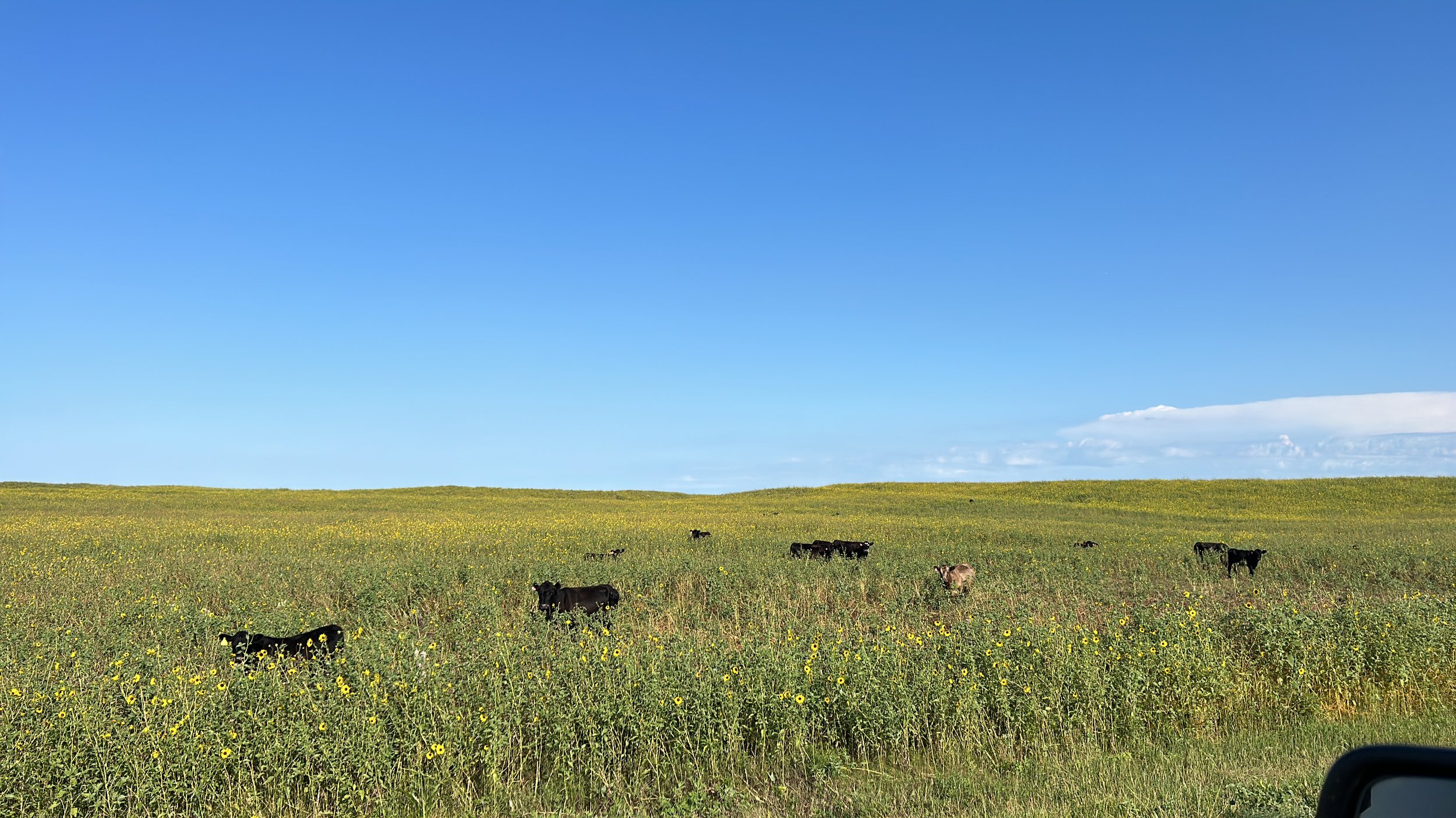 Prairie Cattle Co | Top Quality Pasture Raised Beef