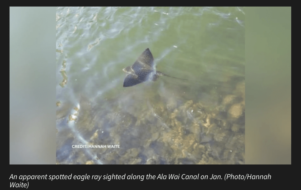 Media — The Genki Ala Wai Project