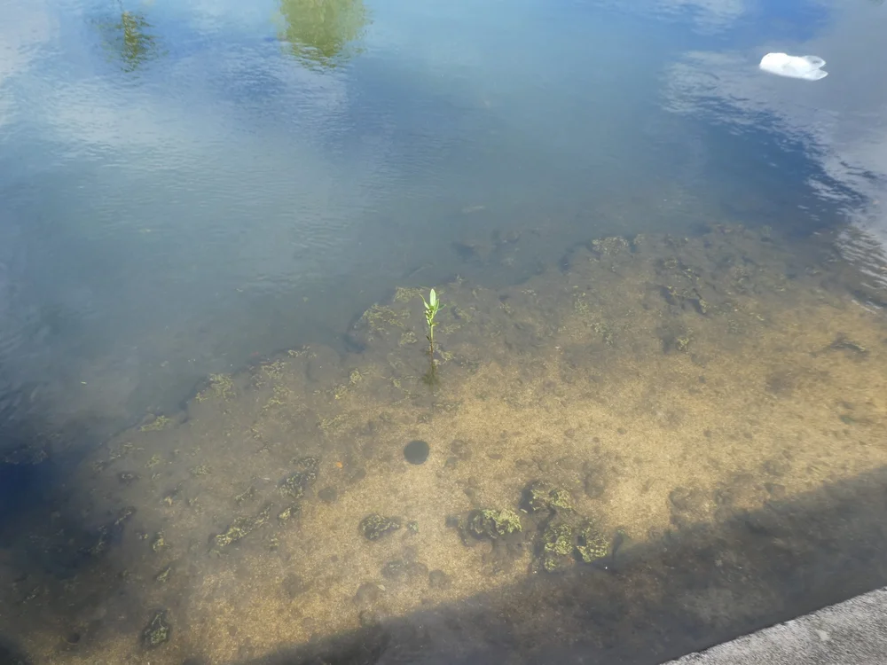 General 6 — The Genki Ala Wai Project