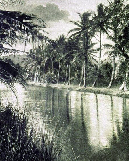 The Ala Wai Canal — The Genki Ala Wai Project