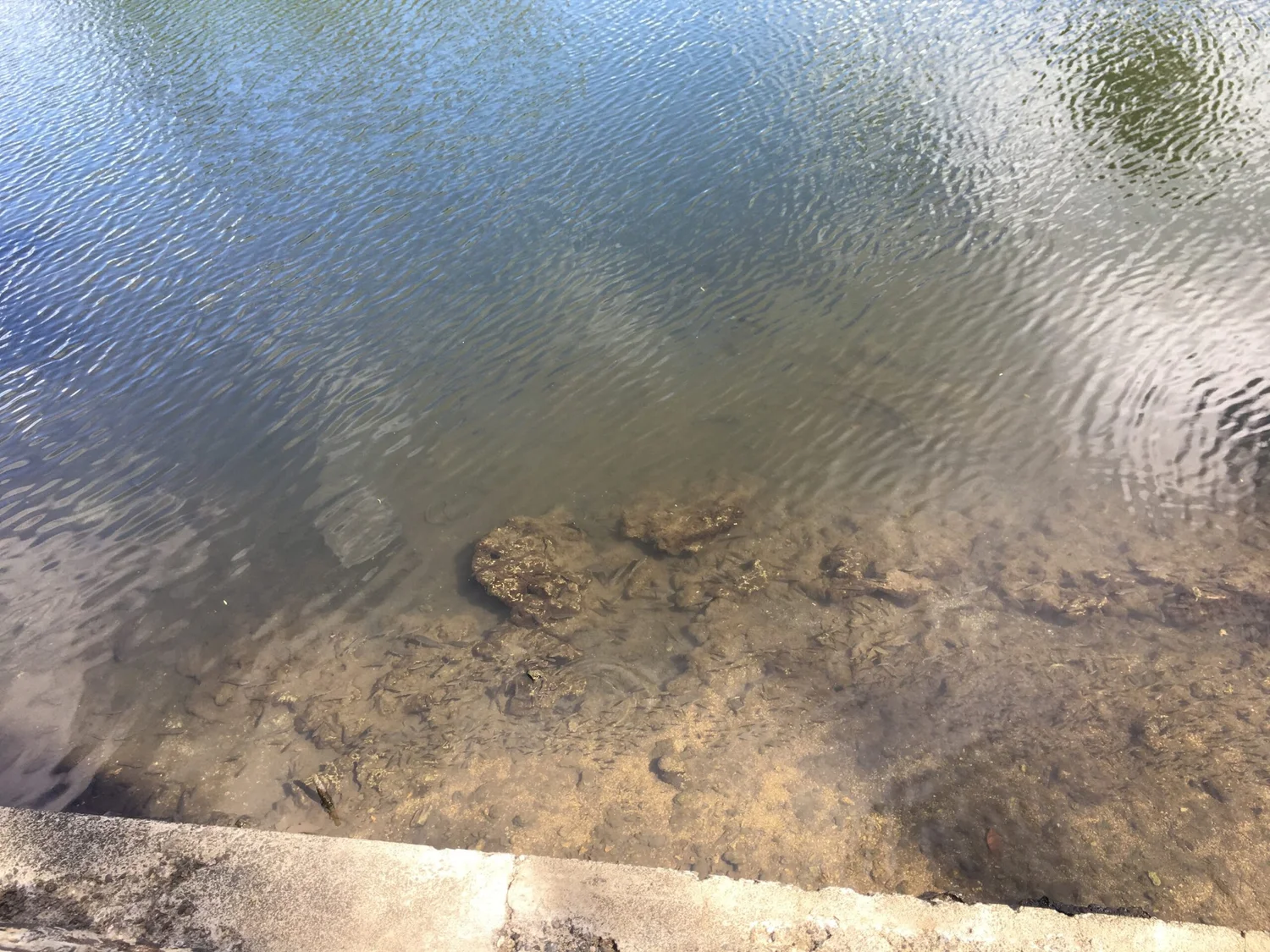 General 6 — The Genki Ala Wai Project