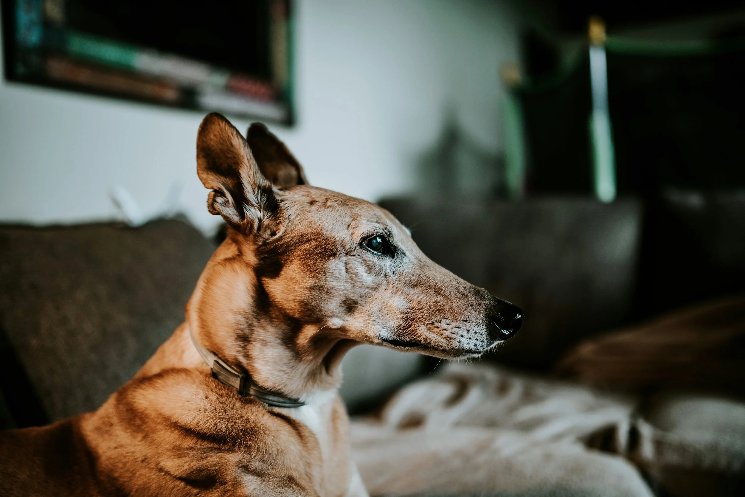 Dog Industry Trends to Watch in 2025 — lavenders writing - copywriting