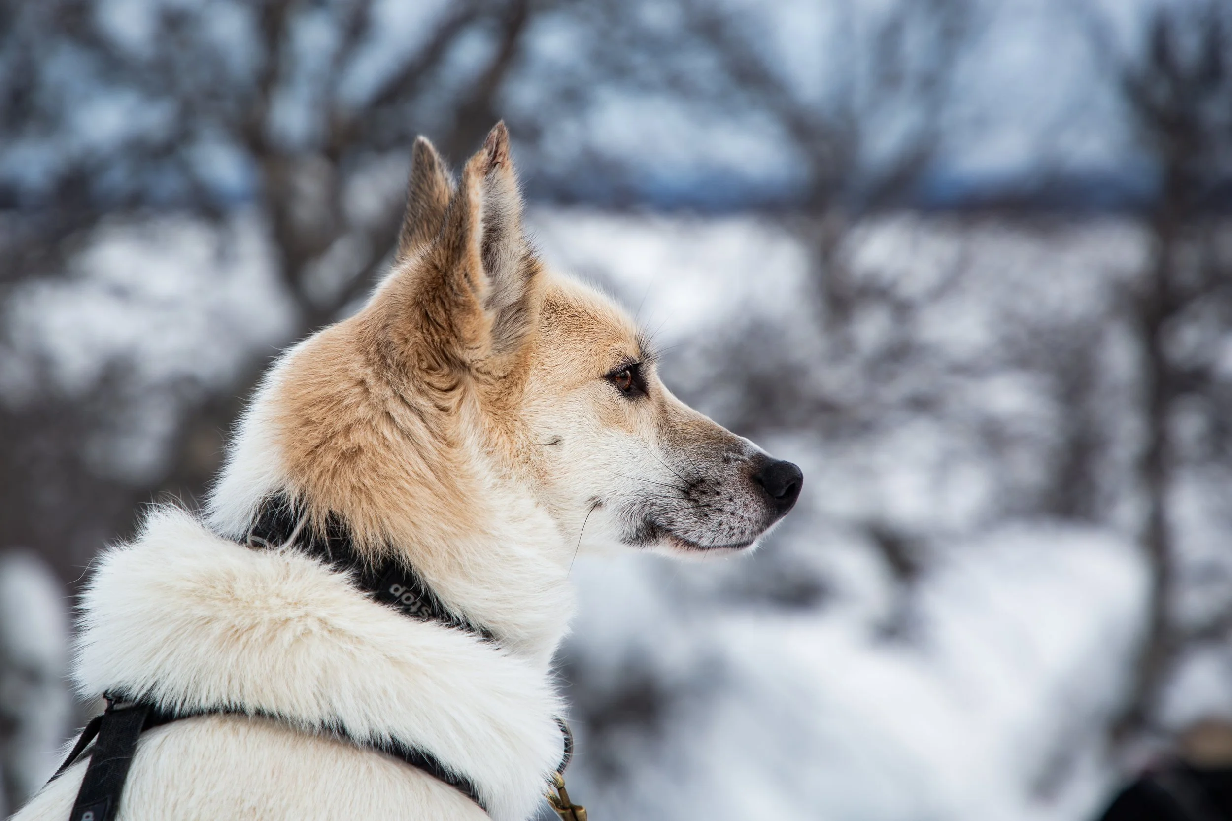 Unsere Hunde — Taikuri-adventures.com