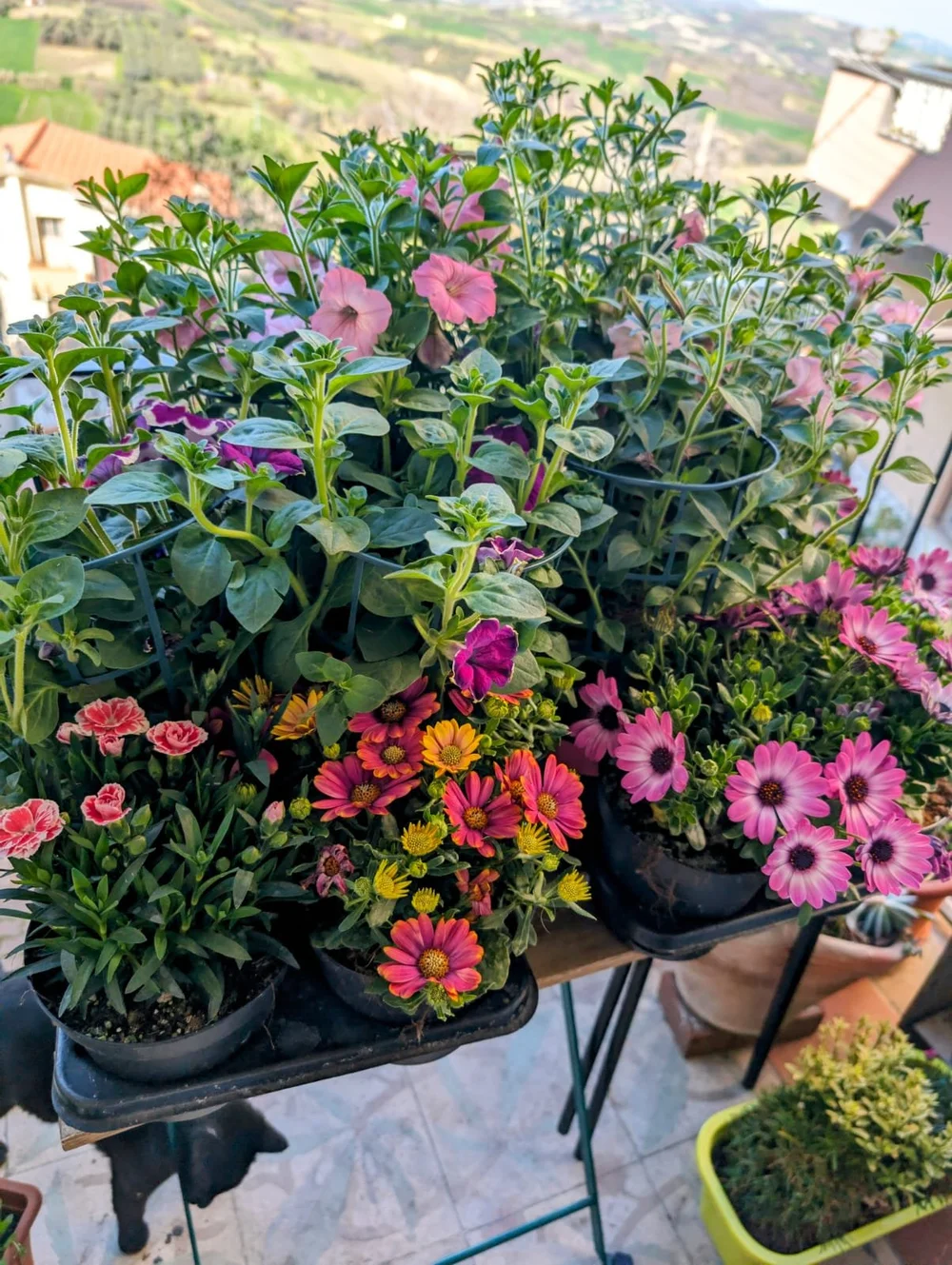 Reviews 1 — Rossinni & Co