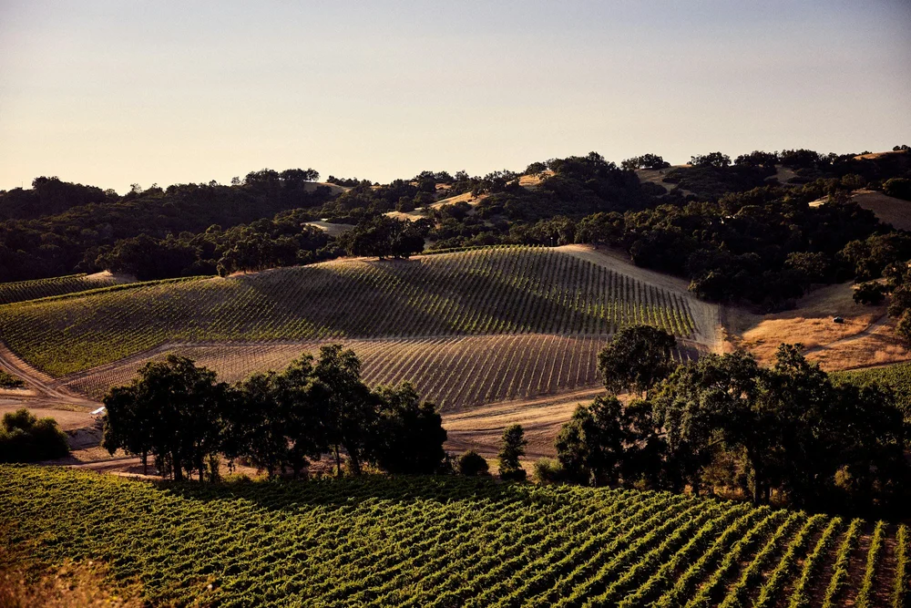 Halter Ranch | Discover Regenerative Organic Certified Wines, Food, Art ...