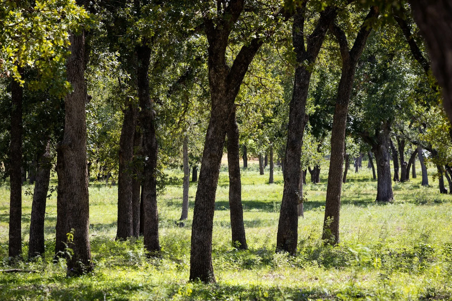 Fredericksburg Winery | Winery in Texas | Halter Ranch