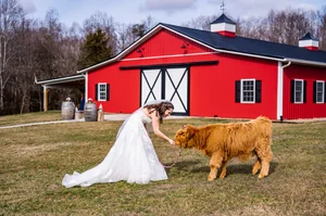 Highland Cows — The Barn at Spring Rose Lane Farm
