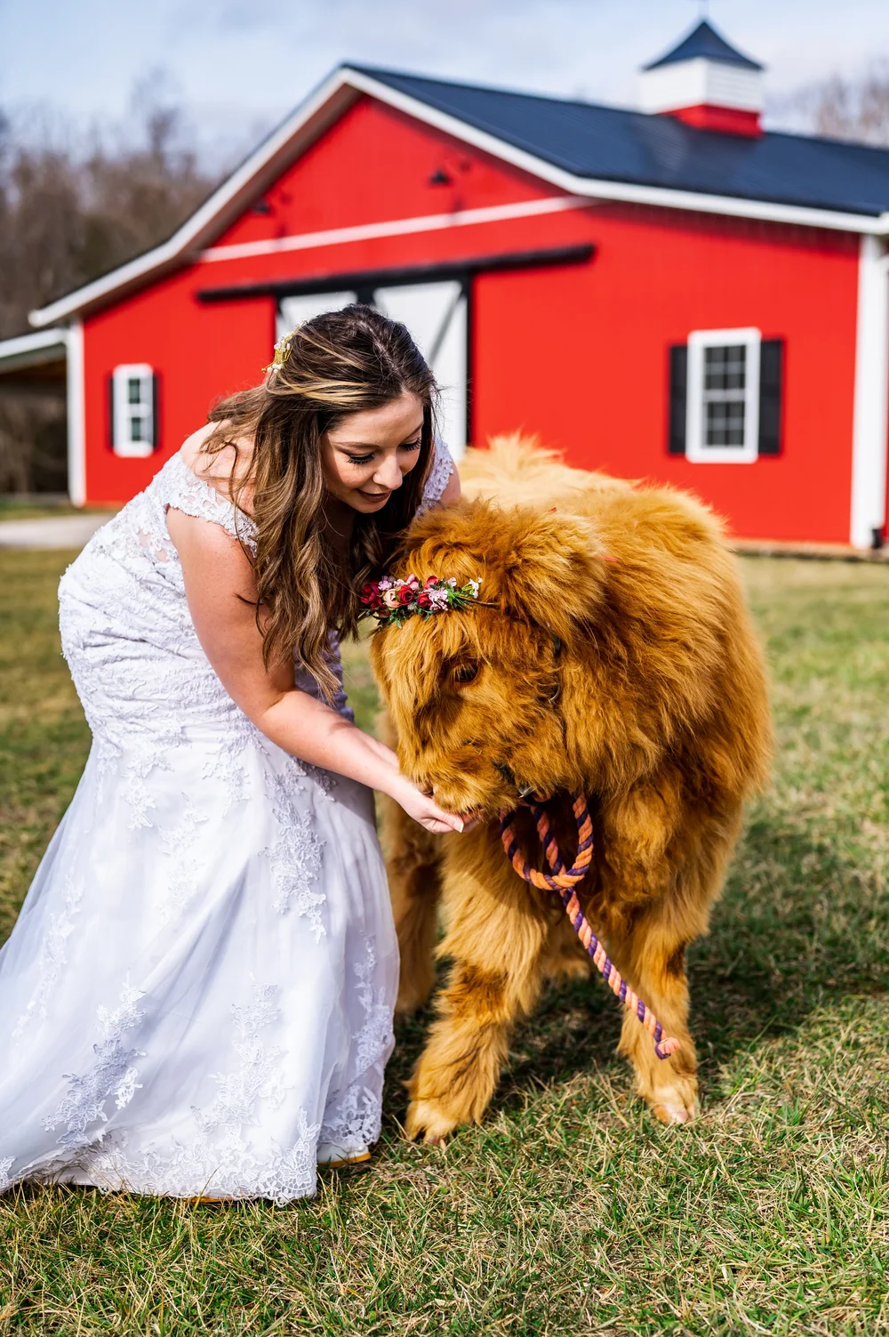 Highland Cows — The Barn at Spring Rose Lane Farm