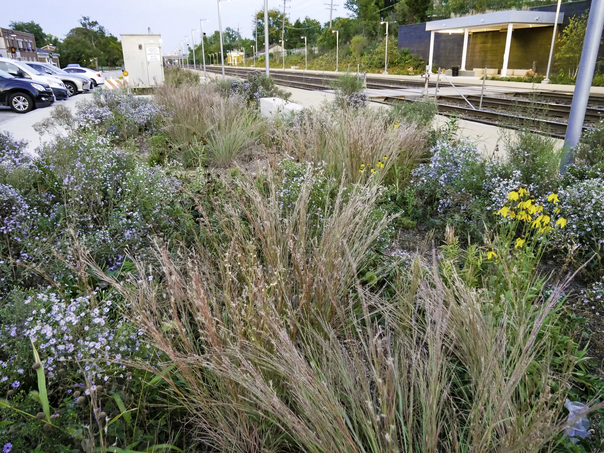 Clarendon Hills Metra Station — TERRA Landscape Architecture
