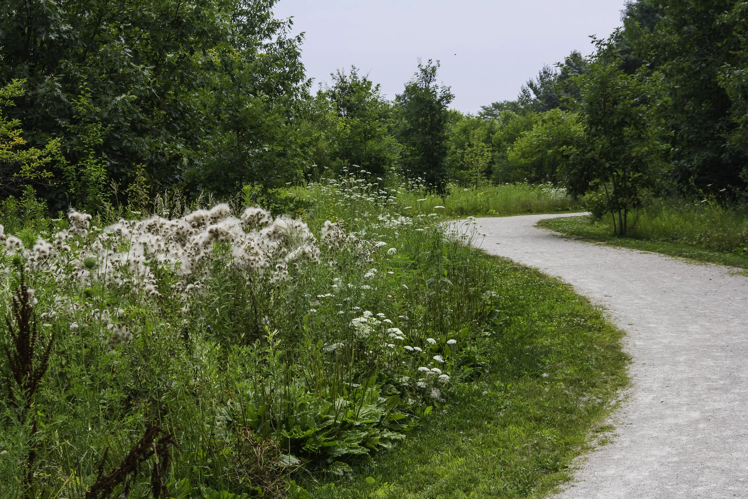 Red Gate Bridge — TERRA Landscape Architecture