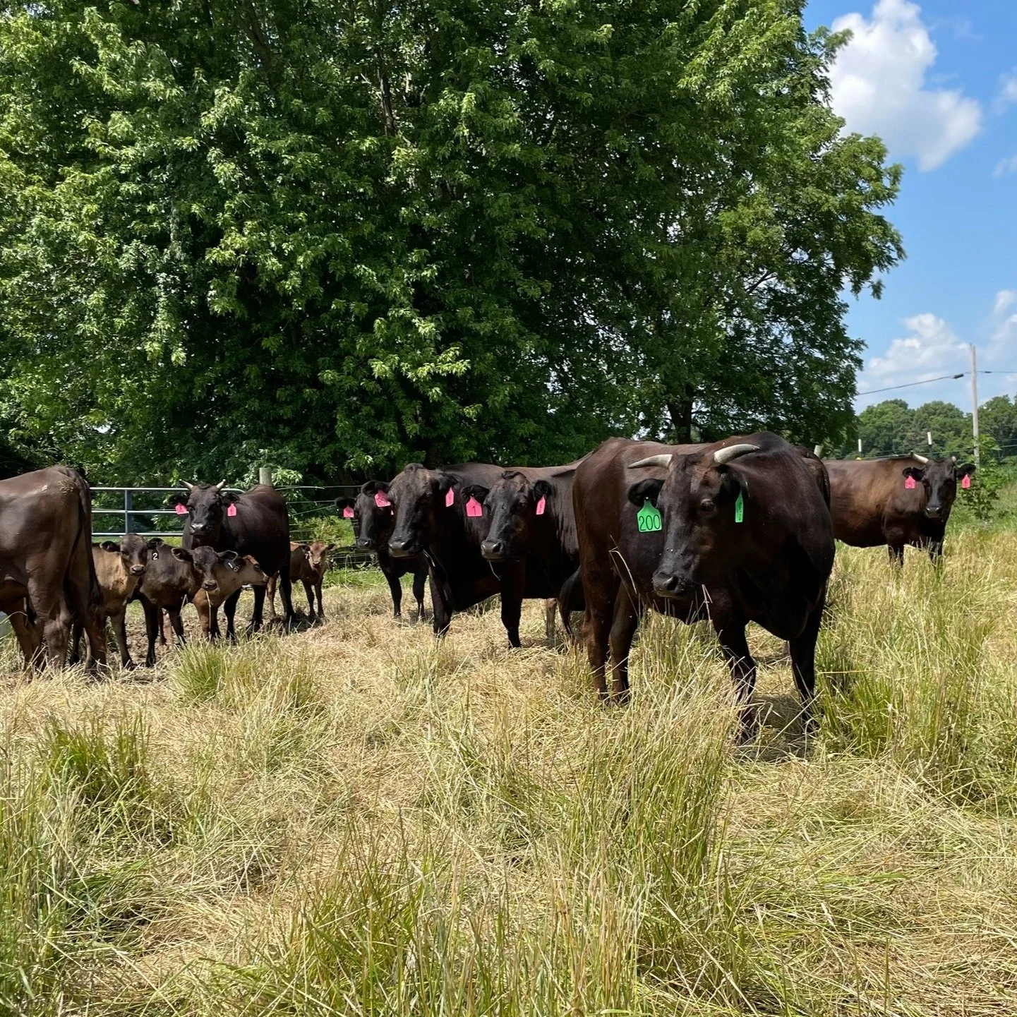Park Wagyu Cattle | Fullblood & Purebred Wagyu Beef | Fillmore, IN