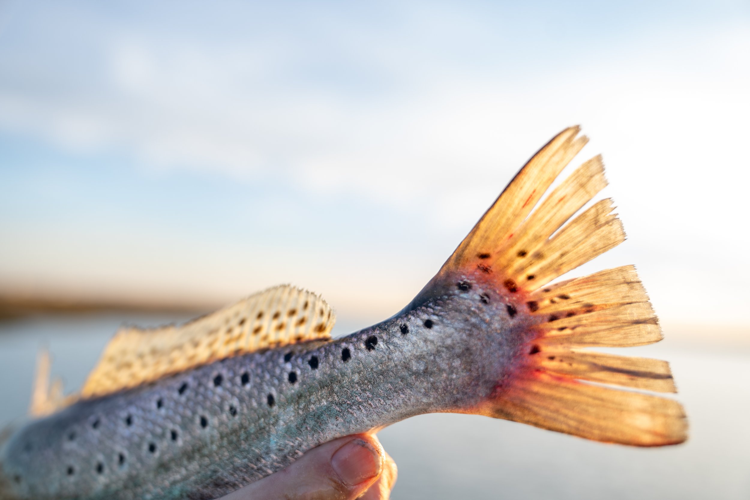 Charter Options — Murrells Inlet Fishing Charters