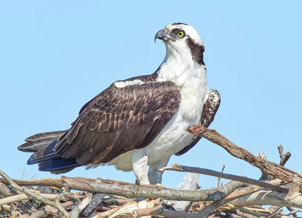 What's a Raptor — The Raptor Trust