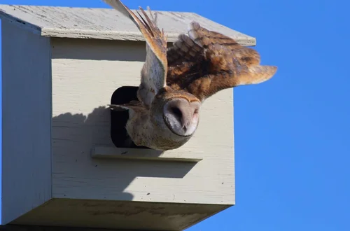Nest Boxes — The Raptor Trust