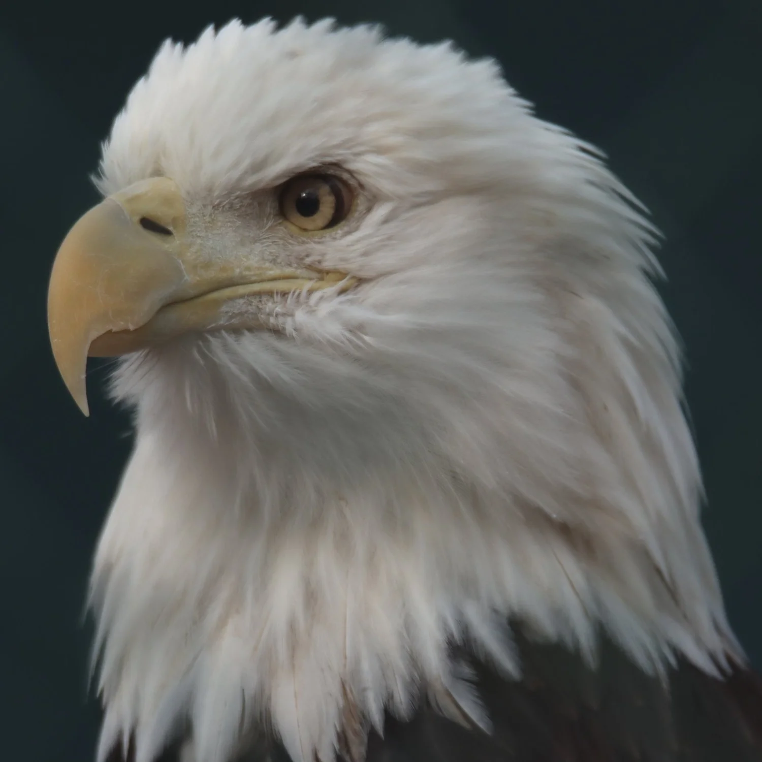 Resident Birds — The Raptor Trust