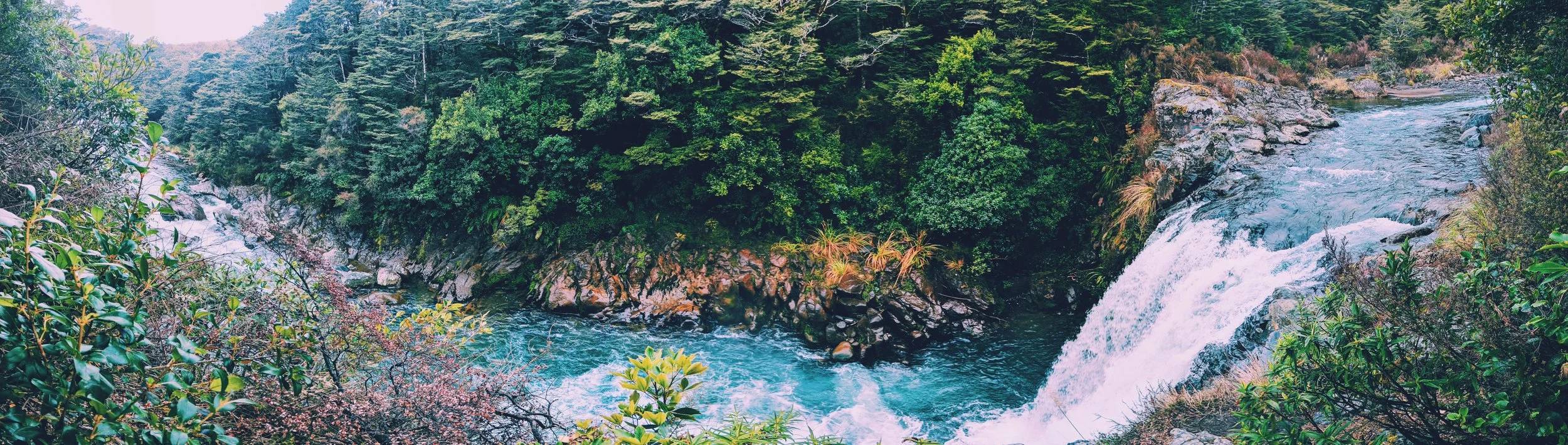 Services — Dr Portia Predny