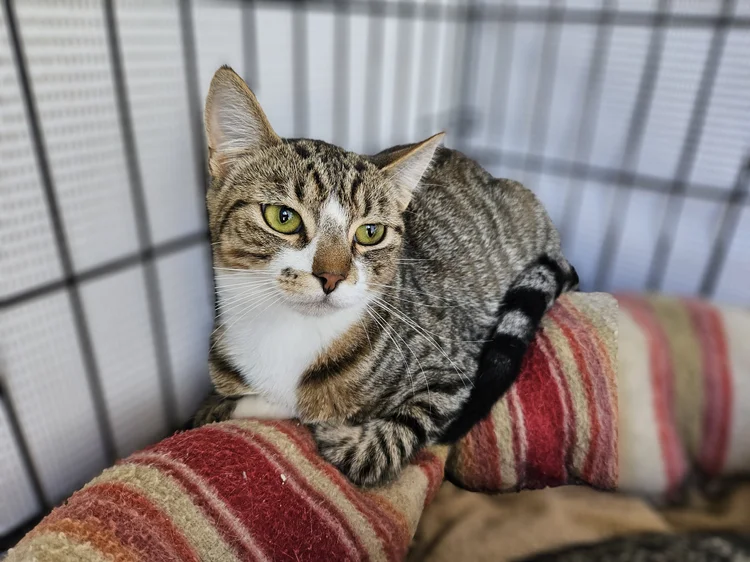 Volunteer — Birchgrove Feline Assistance