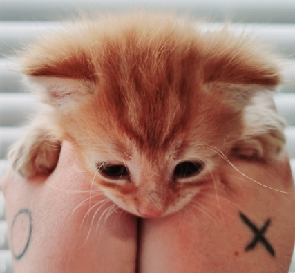 Birchgrove Feline Assistance