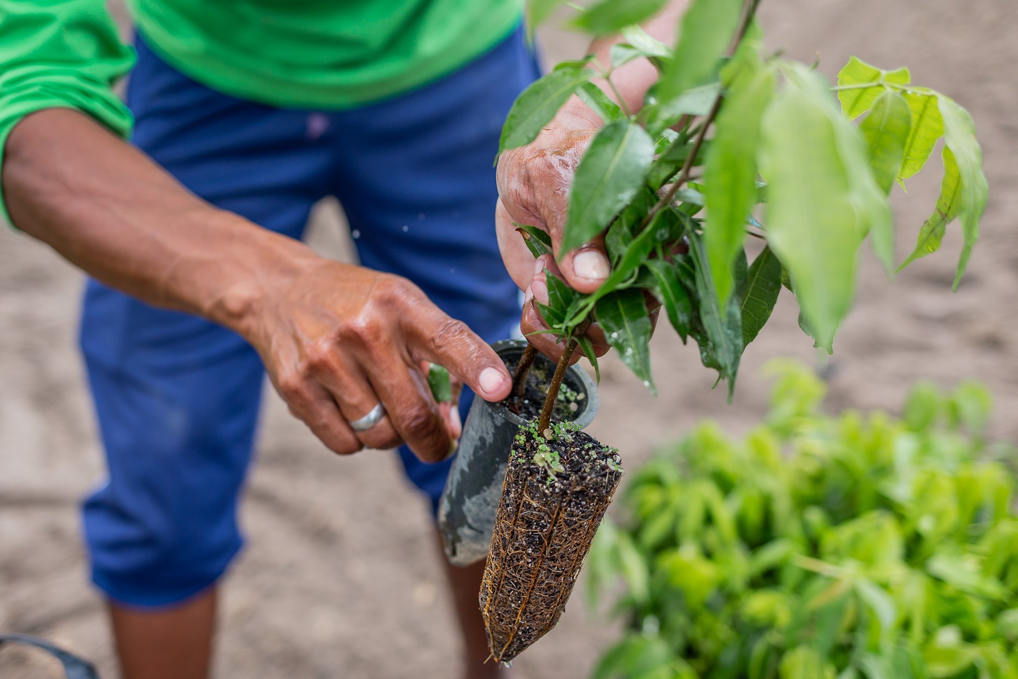 Lucia Paps Art - Fine Artist in London, England