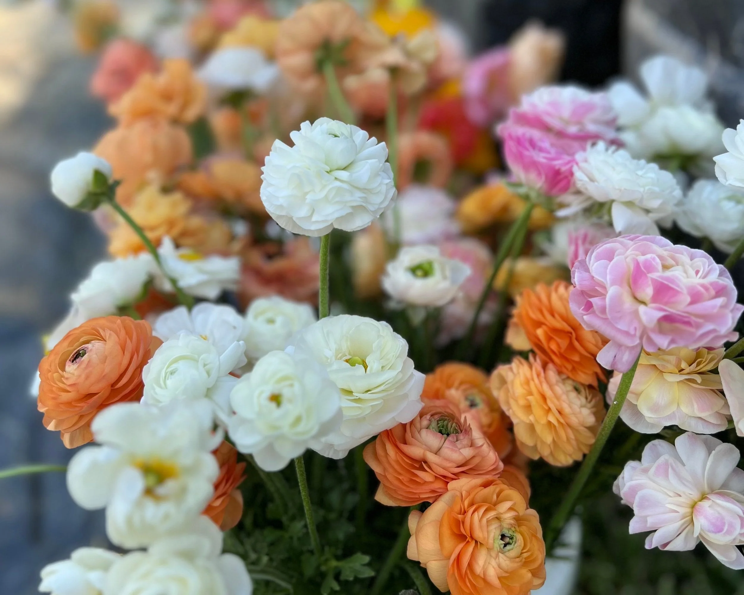 Top Spring Flowers for NC Weddings: Peonies, Ranunculus, Anemones ...