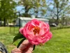 Top Spring Flowers for NC Weddings: Peonies, Ranunculus, Anemones ...
