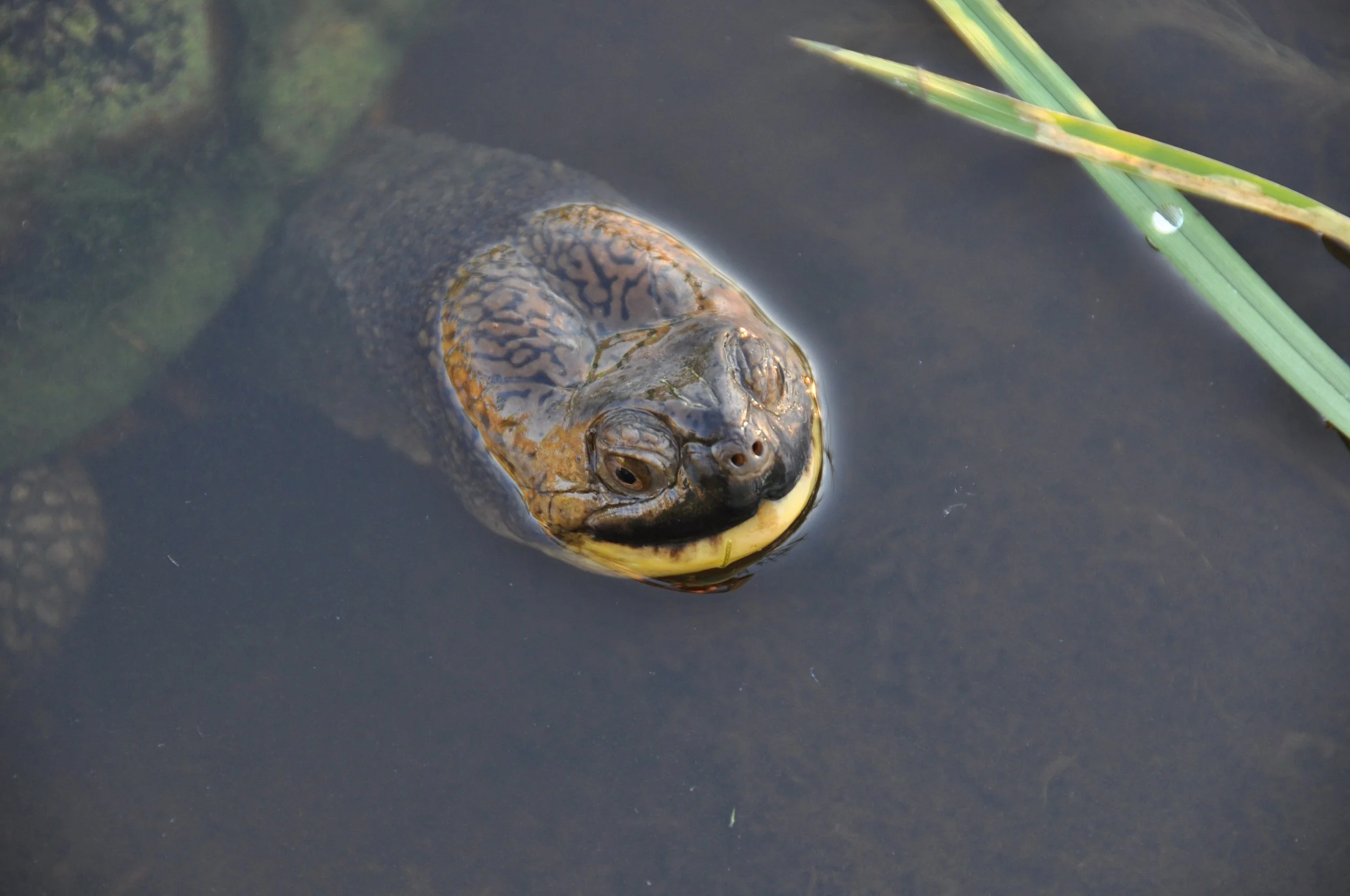 The Goulbourn Wetland Complex — Friends of Stittsville Wetlands