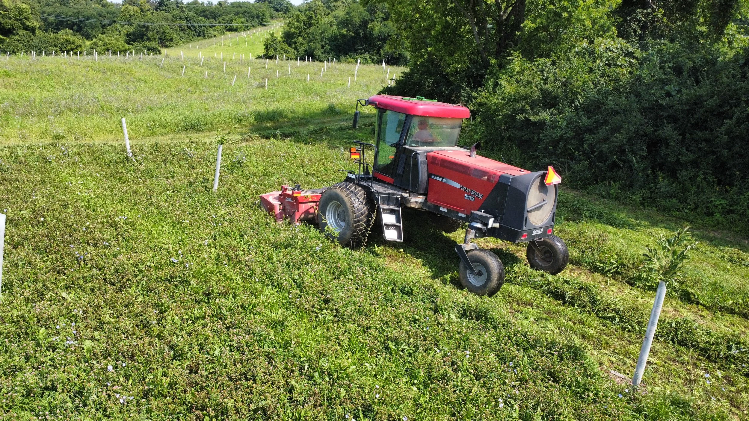How to Grow Hay with Trees (and Why You Should) — Propagate