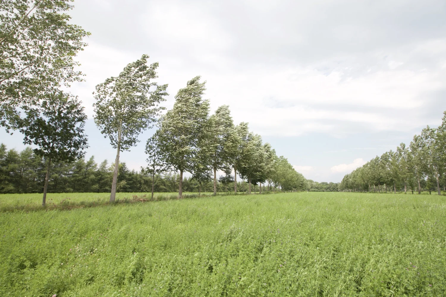 Alley Cropping: Can you grow trees and grain together? — Propagate