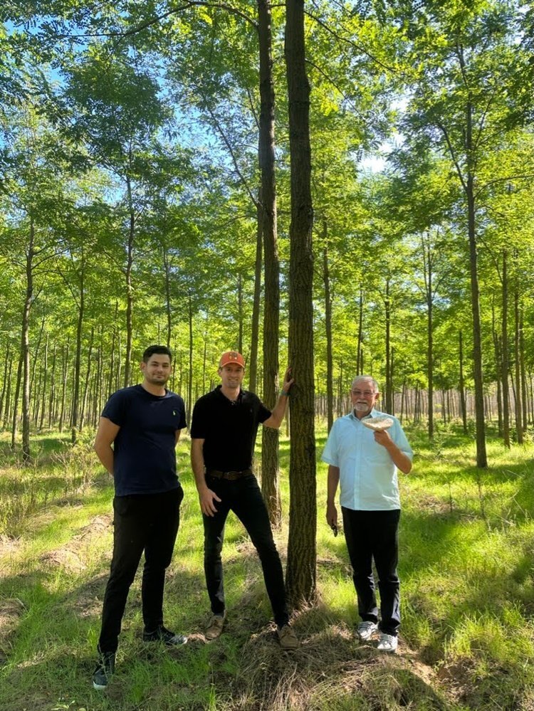 Black Locust — Propagate