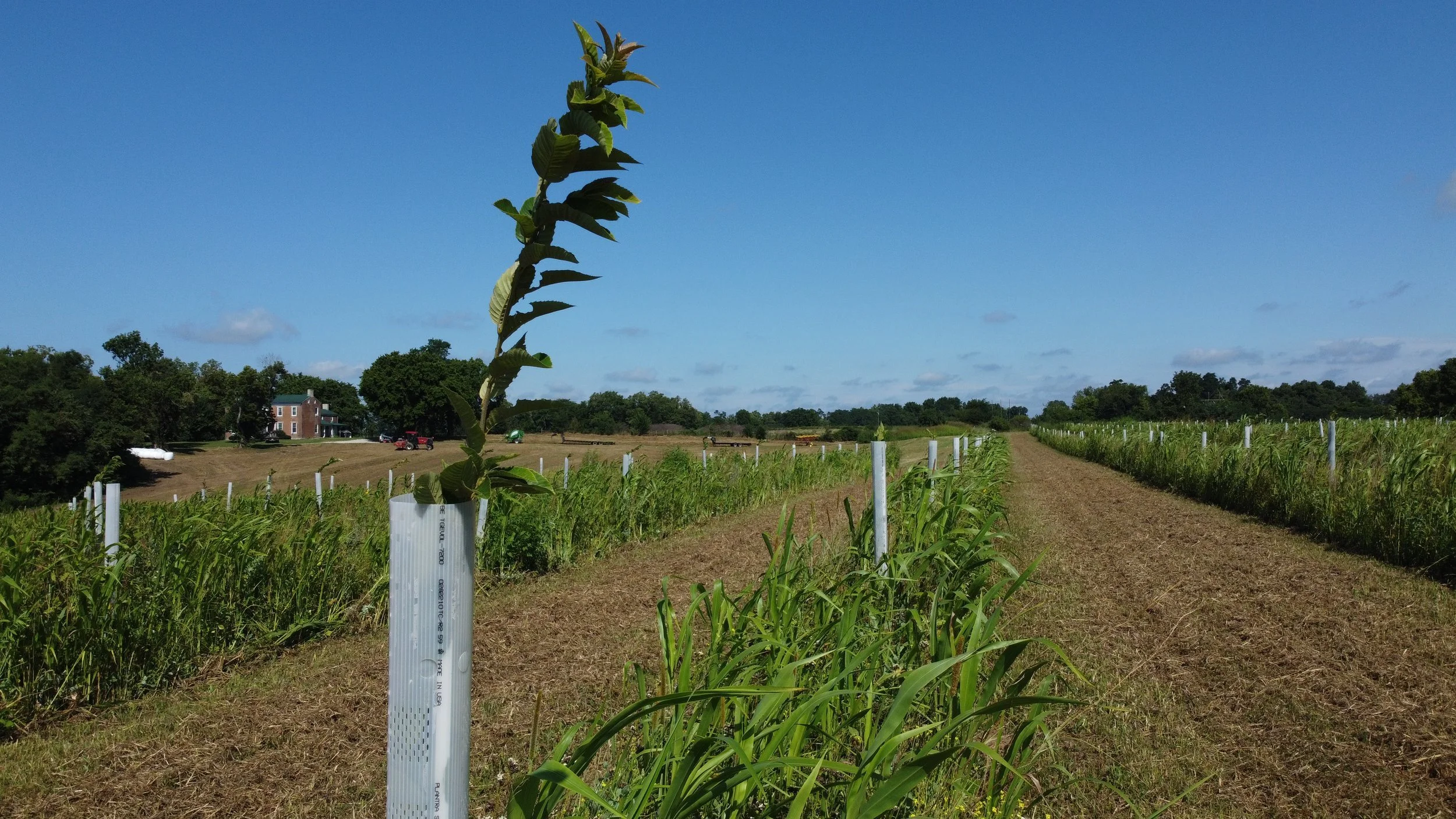 Chinese Chestnut — Propagate
