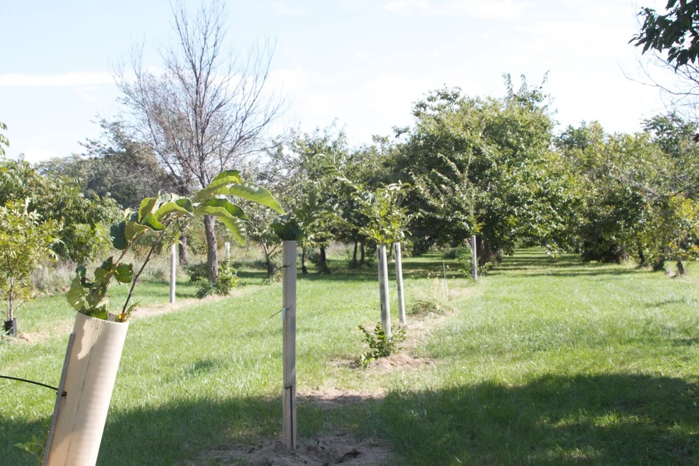 Chinese Chestnut — Propagate