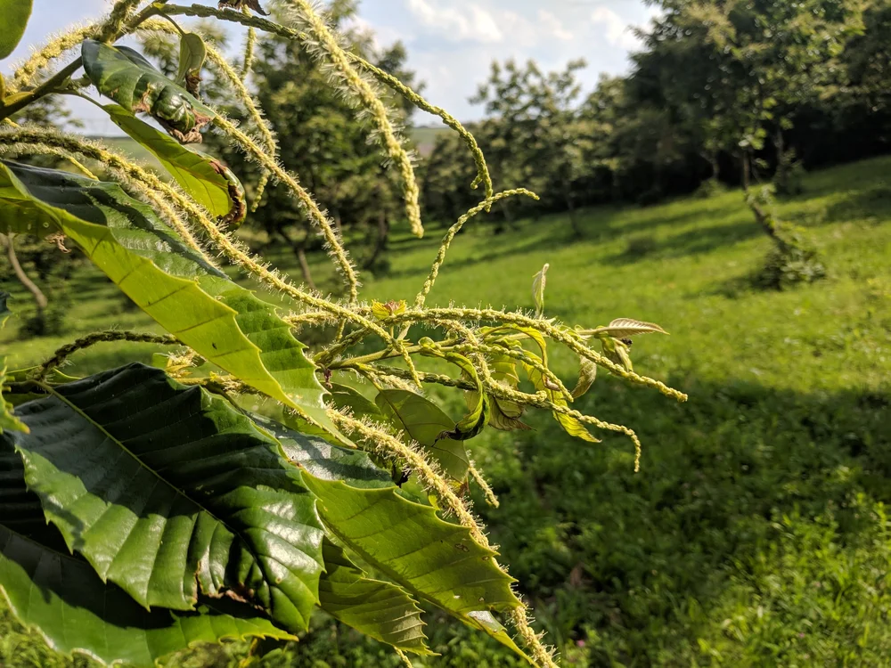 Chestnut Seedlings — Propagate