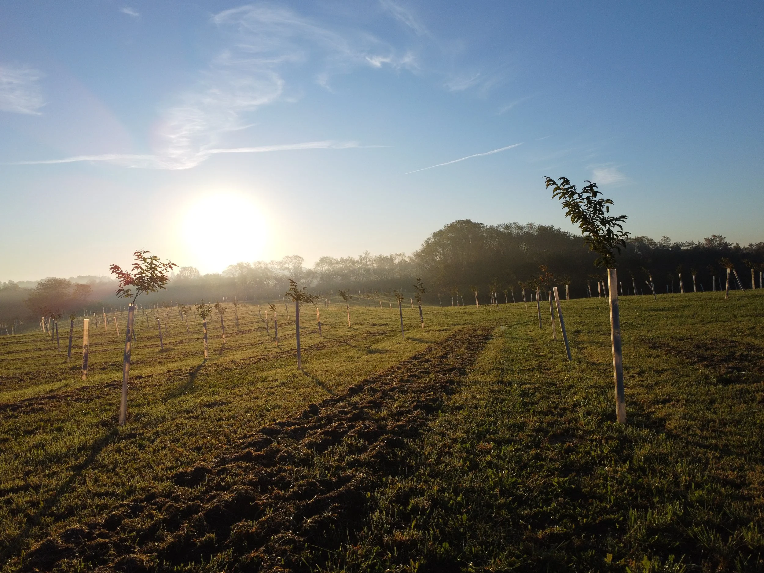 Chestnut Seedlings — Propagate