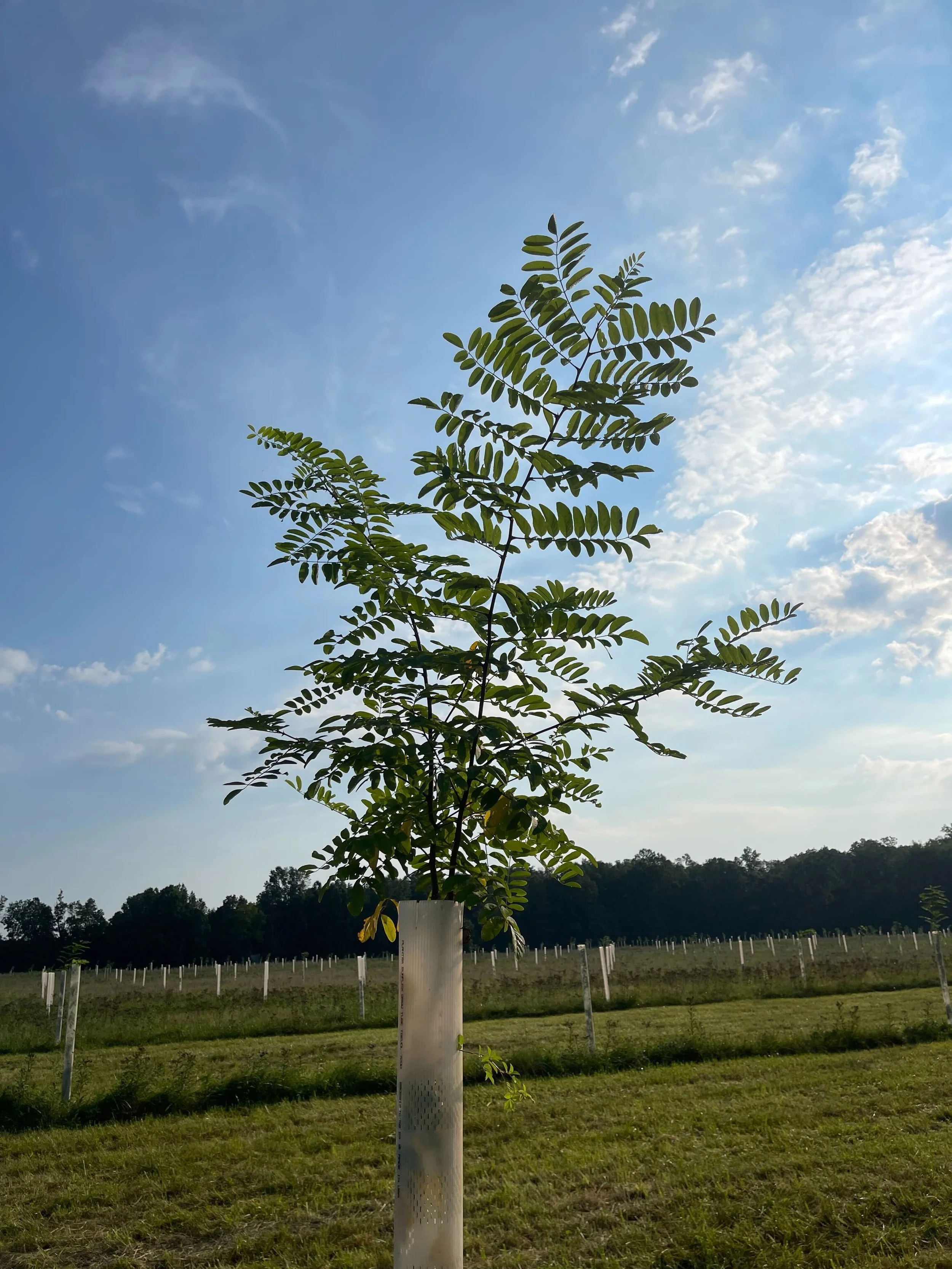 Case Study: Impact Investing with Black Locust — Propagate